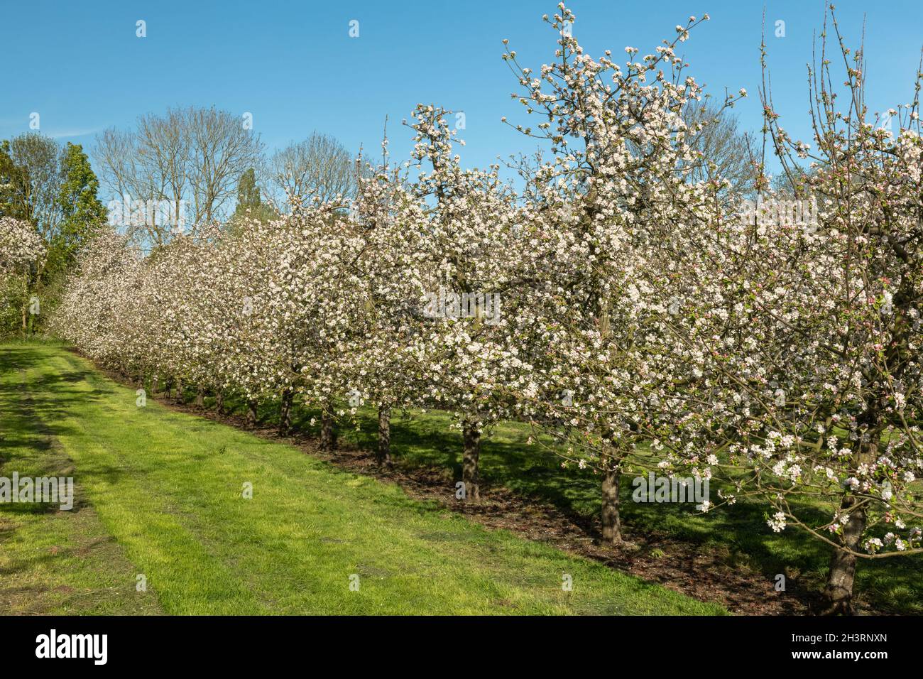 Apple blossom in bloom in a modern cider orchard Stock Photo - Alamy