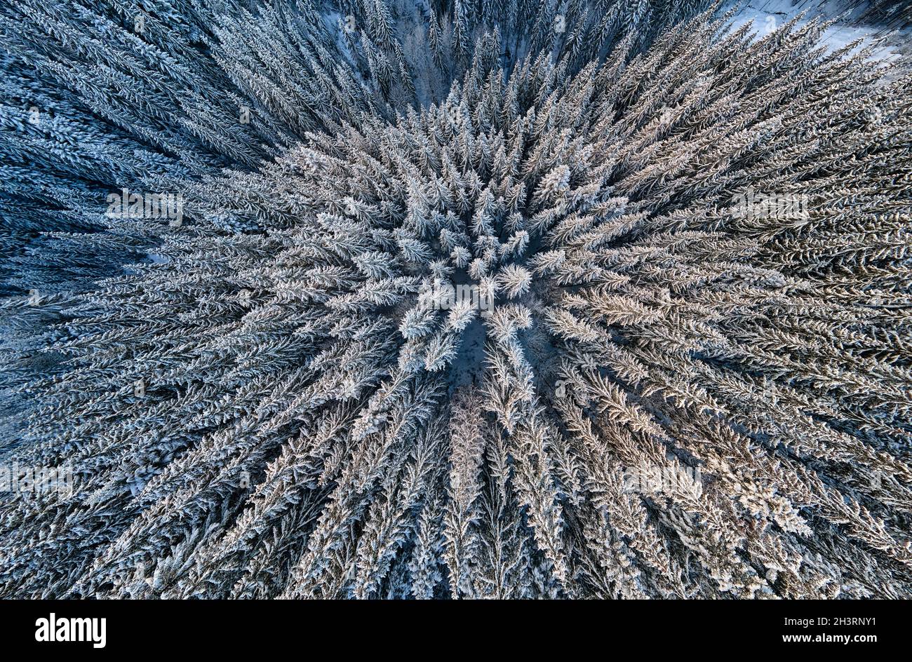 Aerial foggy landscape with evergreen pine trees covered with fresh ...