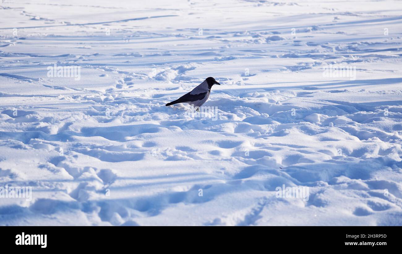 Lonely crow hi-res stock photography and images - Alamy