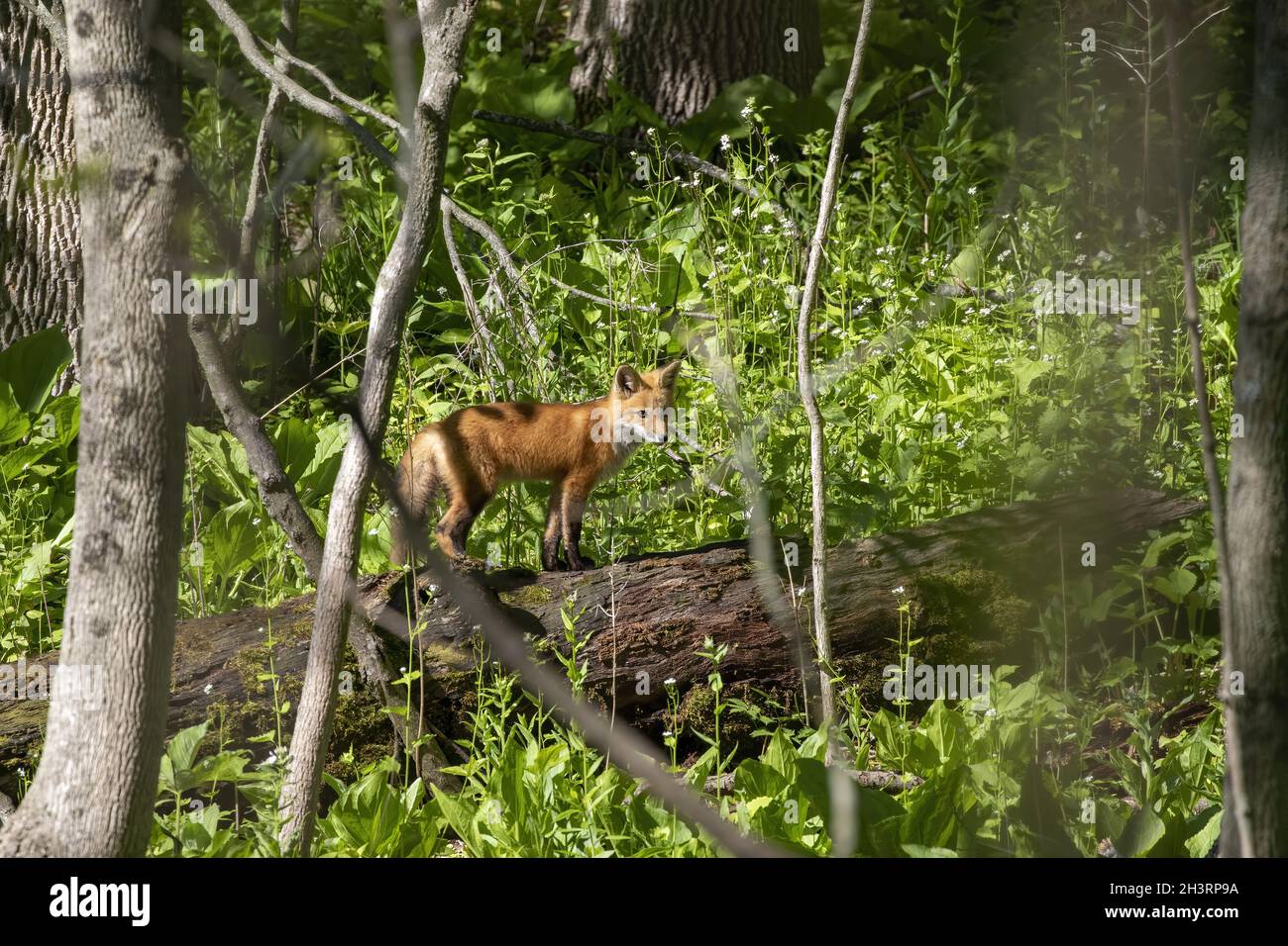 The red fox (Vulpes vulpes) , small, young fox near the burrow Stock ...