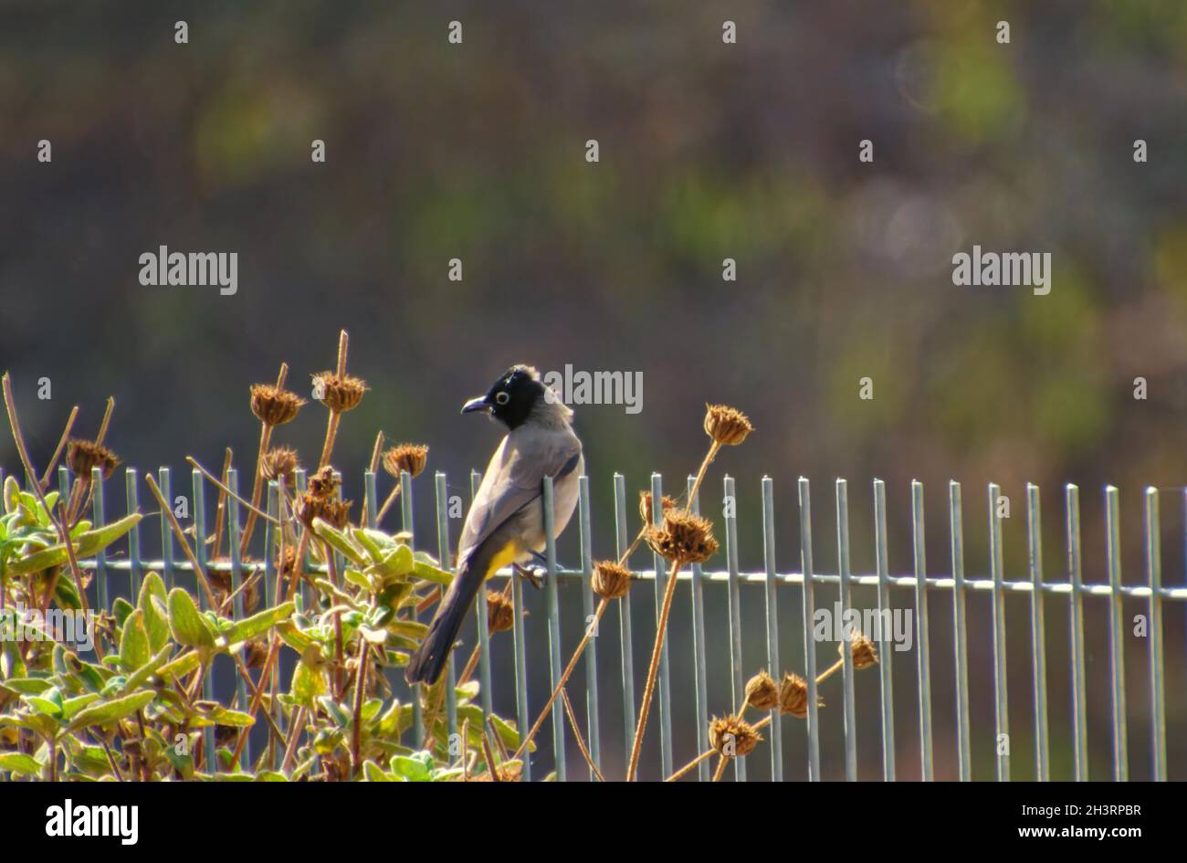 Call of nature hi-res stock photography and images - Alamy