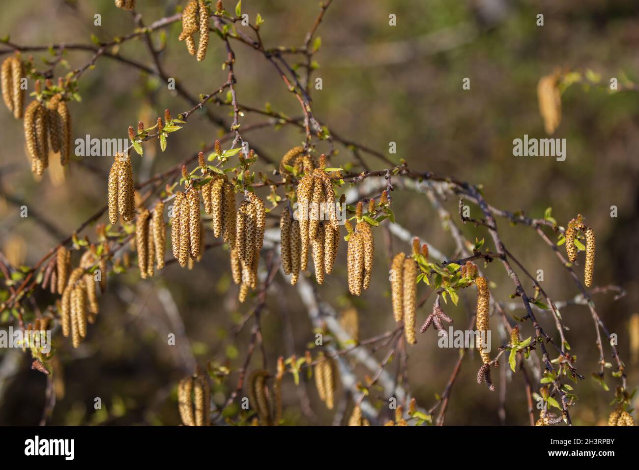 Alder tree marsh hi-res stock photography and images - Alamy