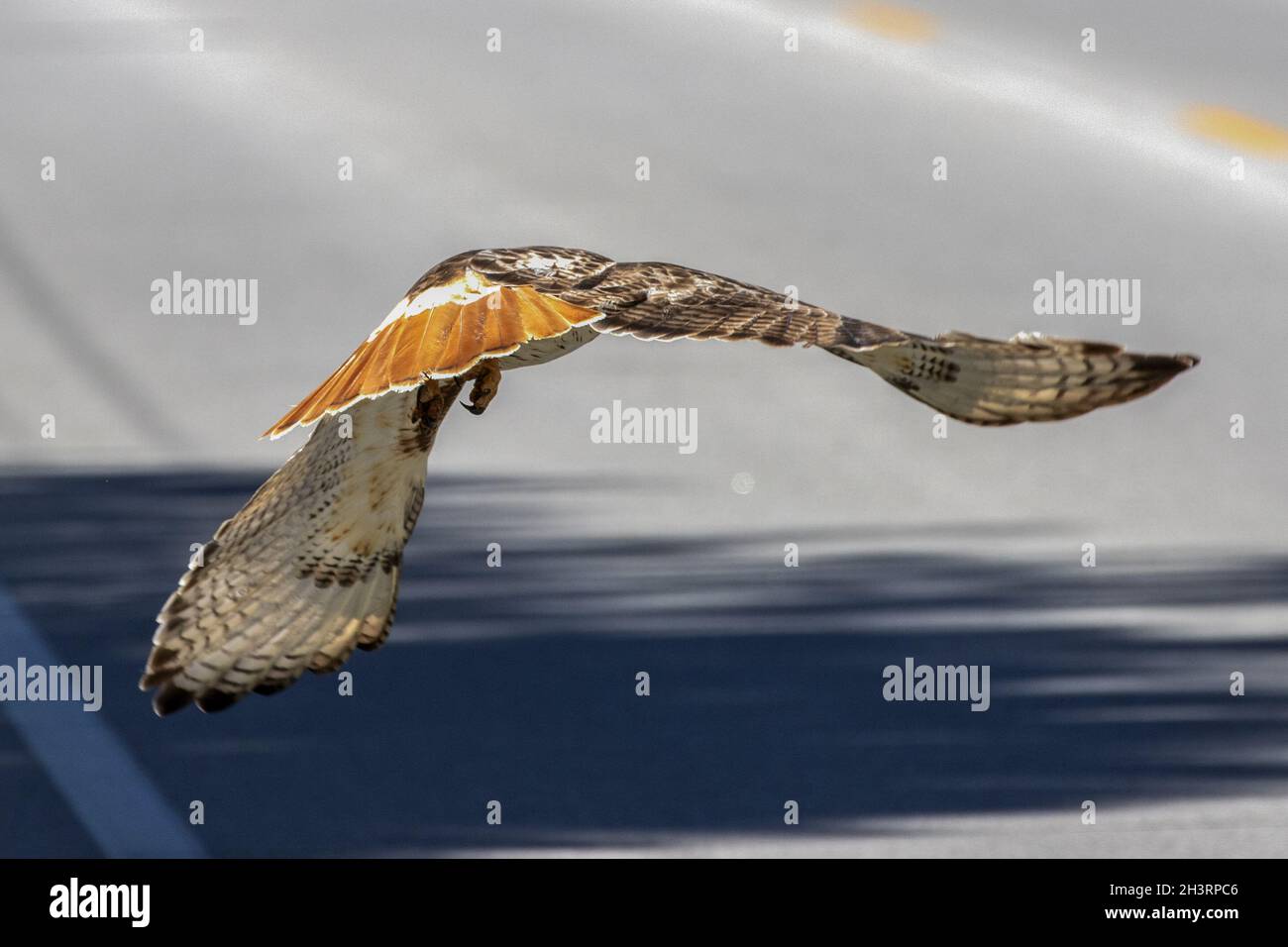 The red tailed hawk in flight Stock Photo - Alamy