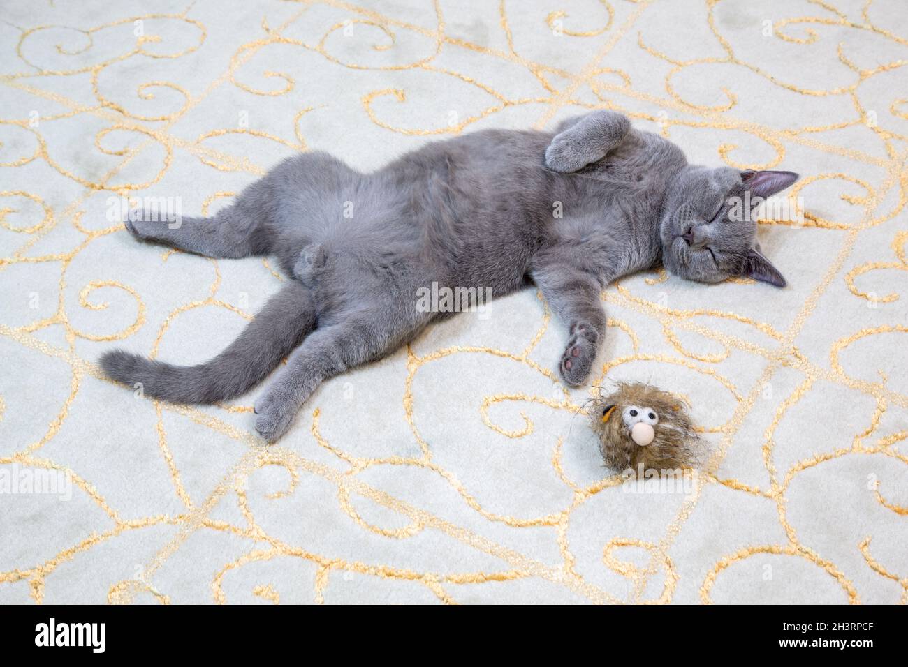 A British shorthair cat sleeping sprawled on a classically patterned ...