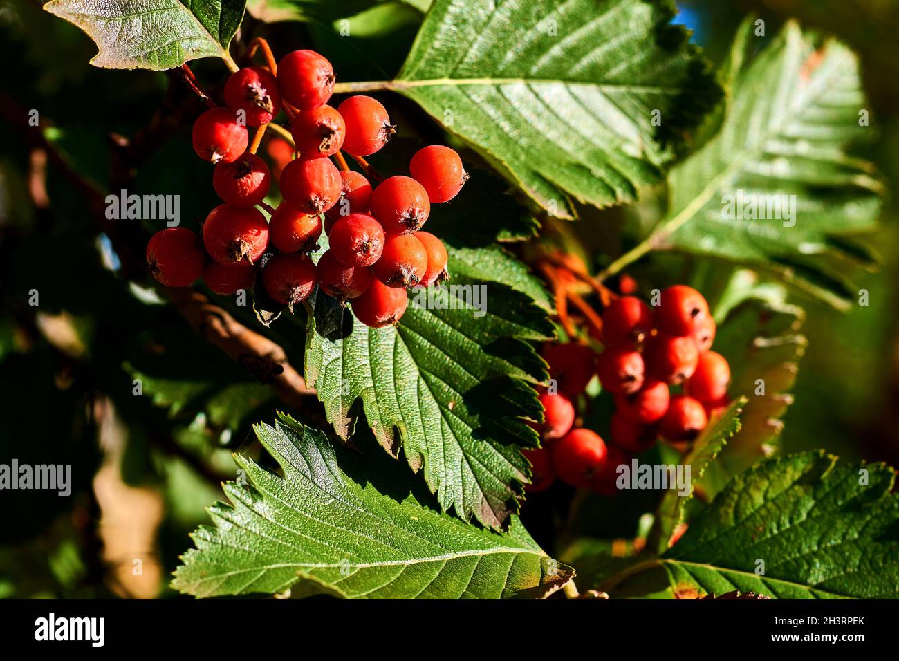 Red medicinal berries of viburnum in the sunshine Stock Photo - Alamy