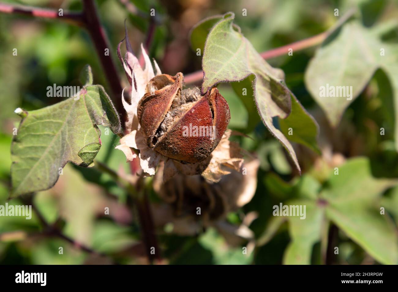 Boll hi-res stock photography and images - Alamy