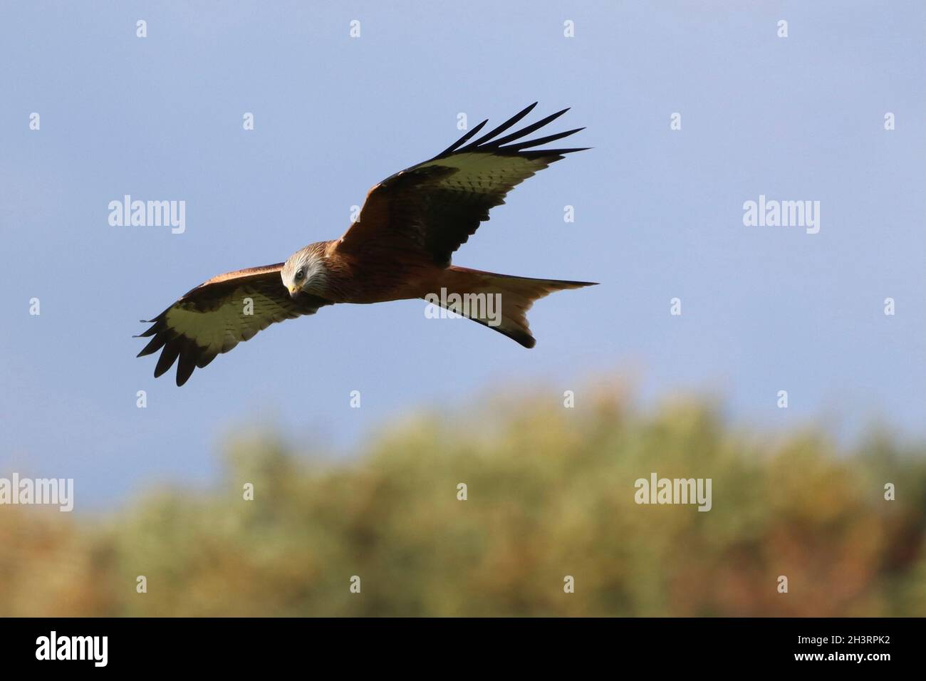 Red Kite in flight at St Aidens RSPB Reserve Stock Photo - Alamy