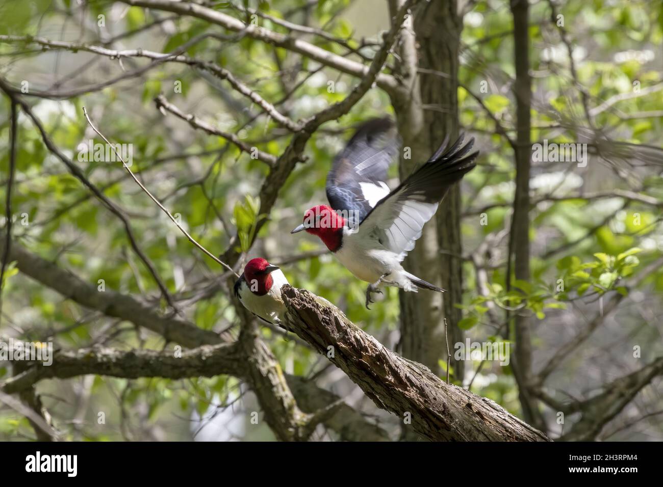 Red-headed Woodpecker, birds in spring in the park during nesting Stock ...