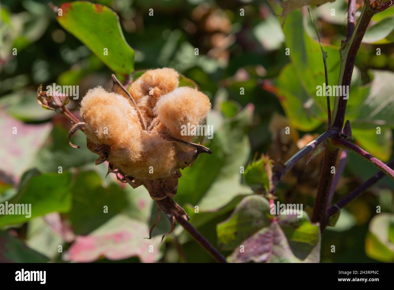 Healthy and natural brown cotton grown in Cukurova region in Turkey ...