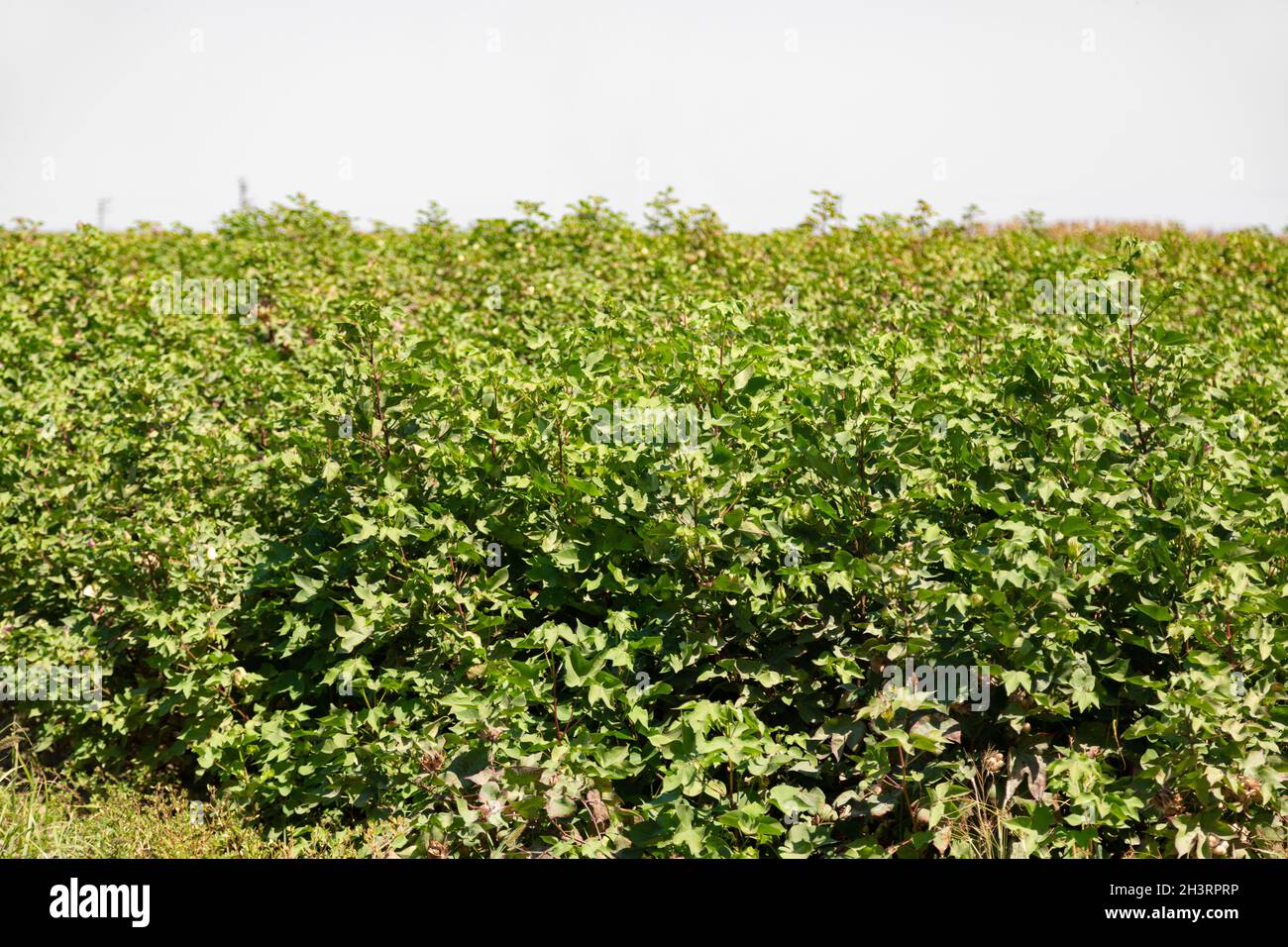 Cotton plant india hi-res stock photography and images - Alamy