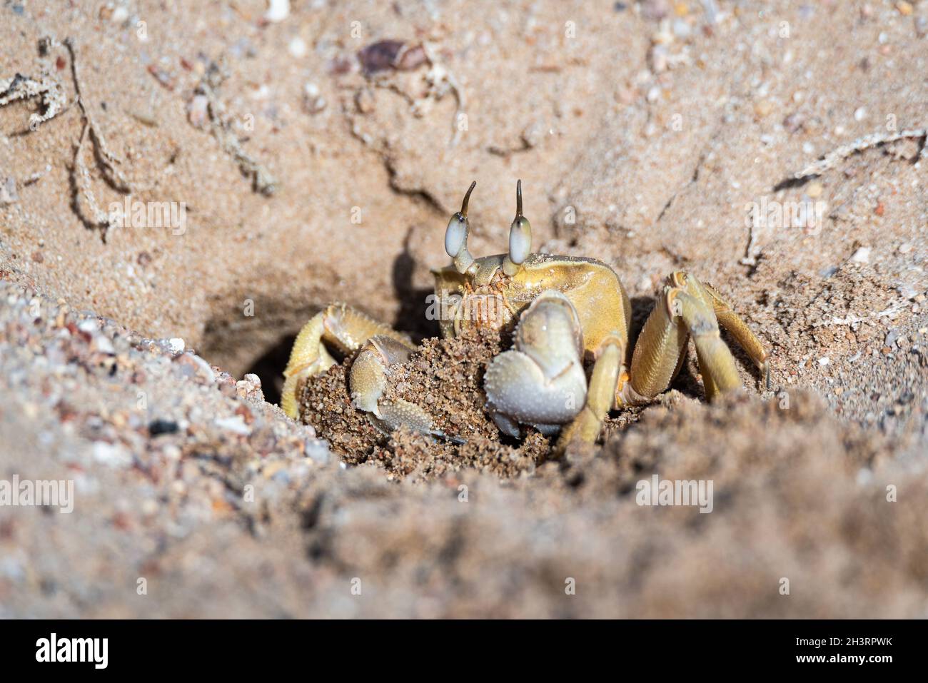 Ghost crab near a burrow dug in loose sand on the beach. Fauna of the ...
