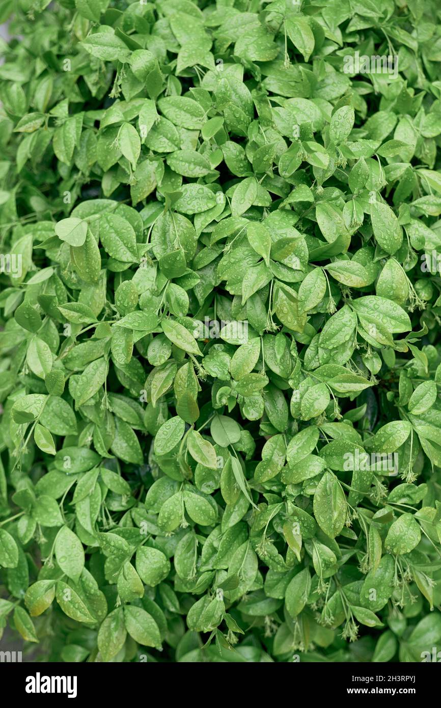 Bright green bush with dense foliage Stock Photo - Alamy