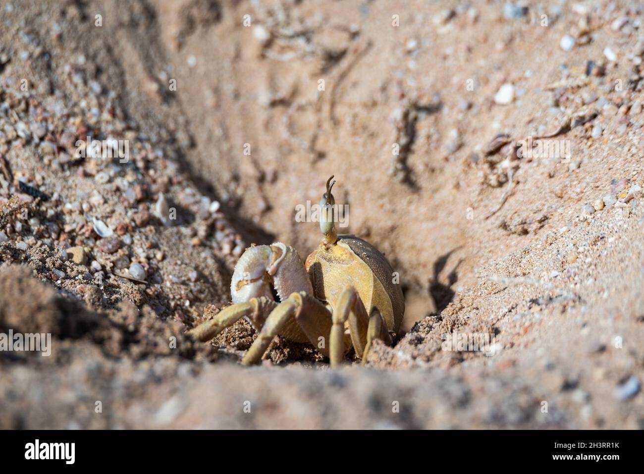 Ghost crab near a burrow dug in loose sand on the beach. Fauna of the ...