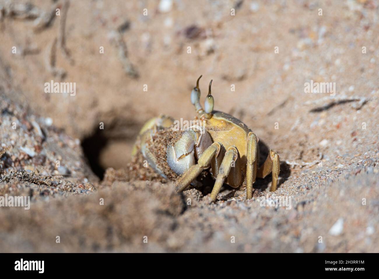 Ghost crab near a burrow dug in loose sand on the beach. Fauna of the ...