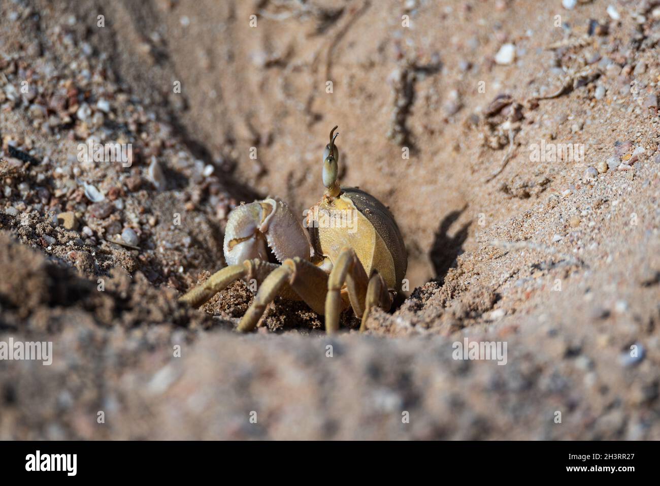 Ghost crab near a burrow dug in loose sand on the beach. Fauna of the ...