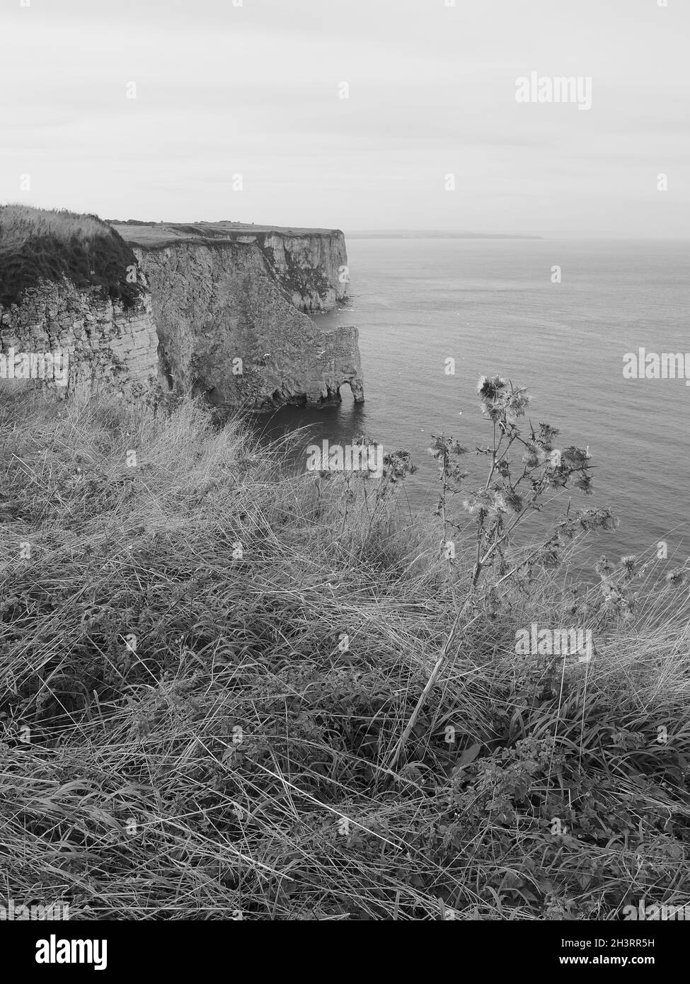 " BEMPTON CLIFFS " , " BIRD " , " SANCTUARY " , " SEASCAPE Stock Photo ...