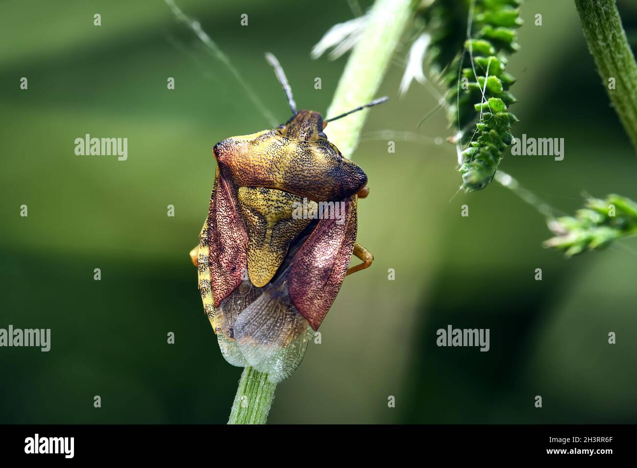 Purple fruit bug (Carpocoris purpureipennis Stock Photo - Alamy