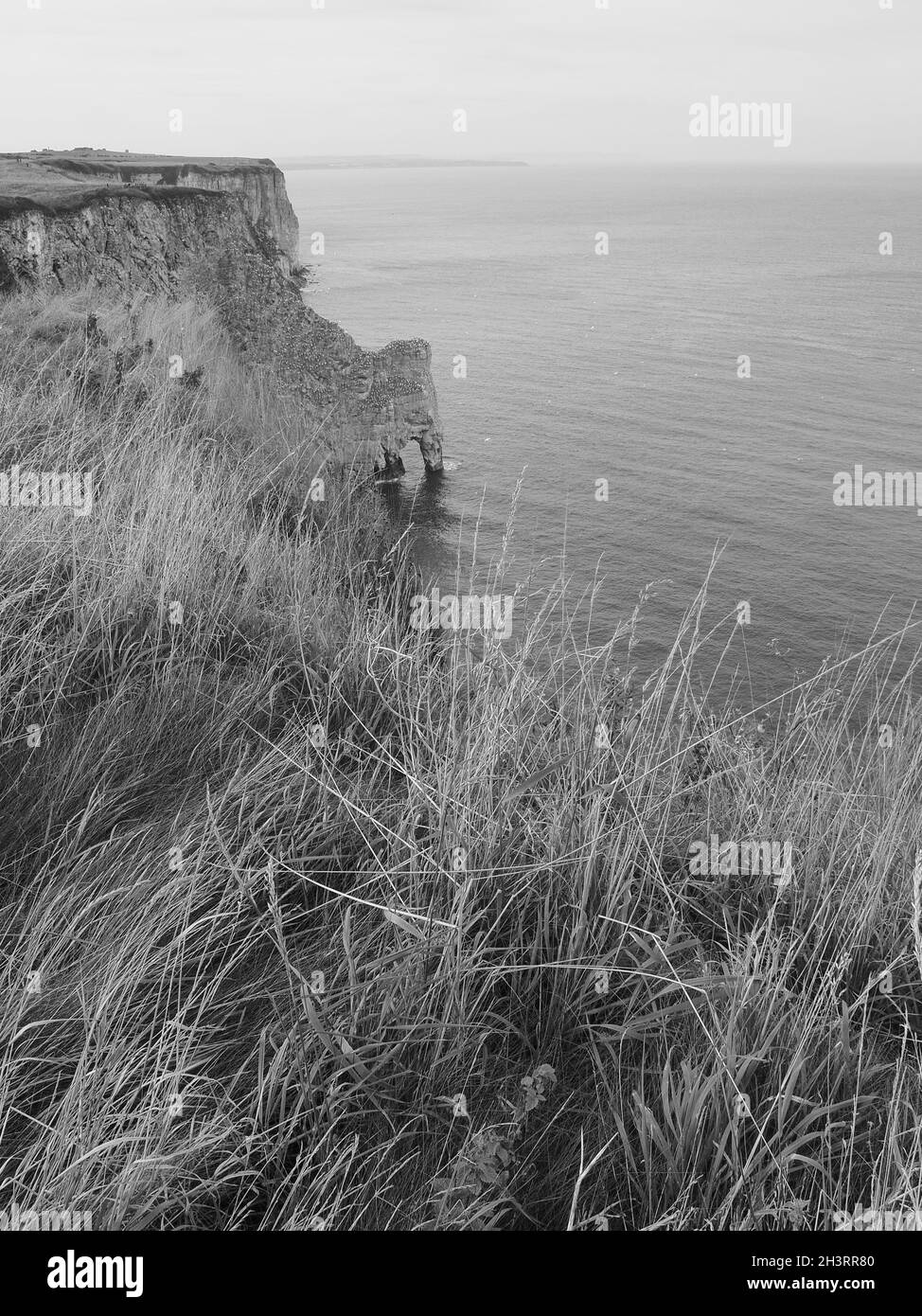 " BEMPTON CLIFFS " , " BIRD " , " SANCTUARY " , " SEASCAPE Stock Photo ...