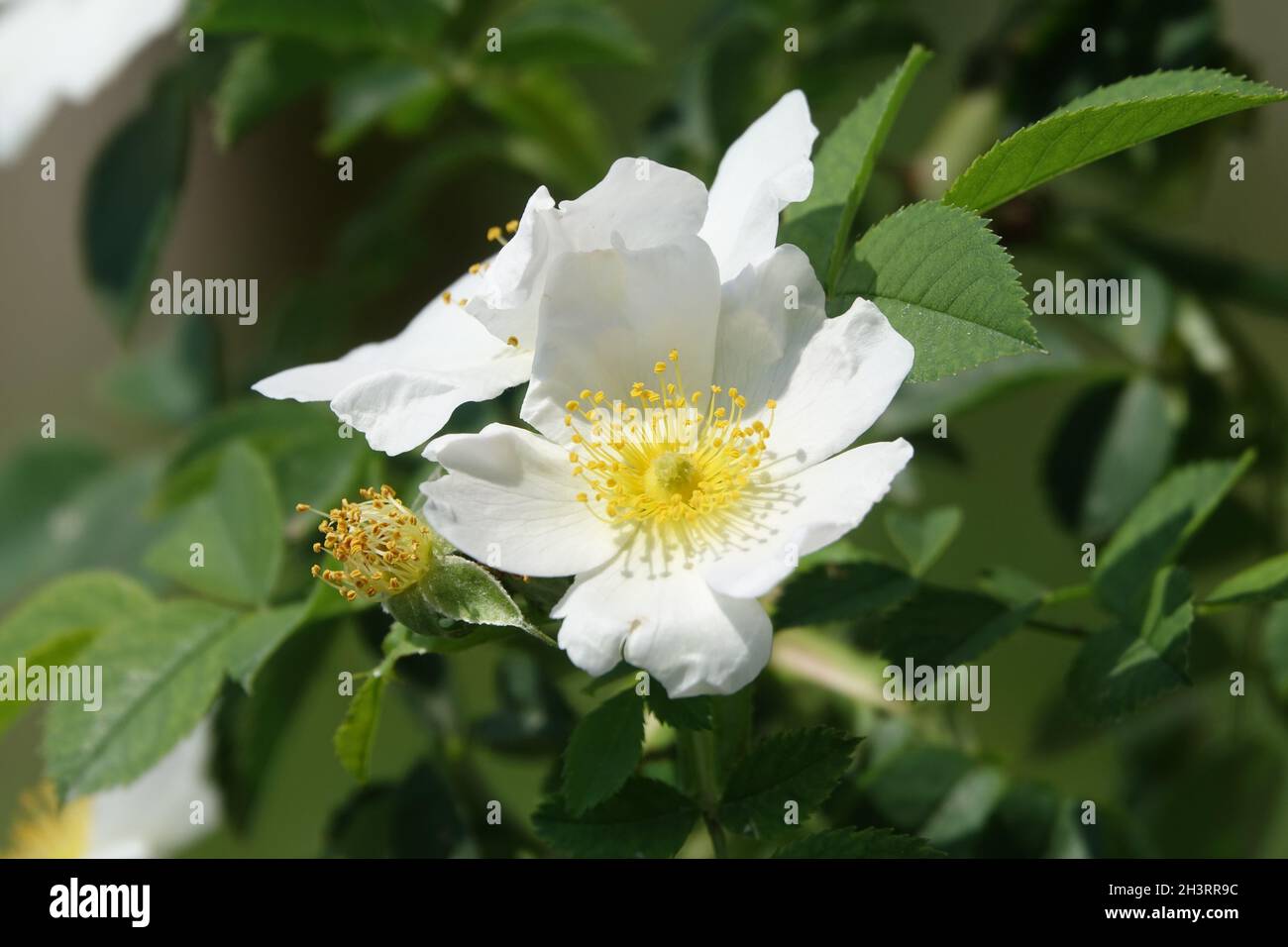 Rosa alba hi-res stock photography and images - Alamy