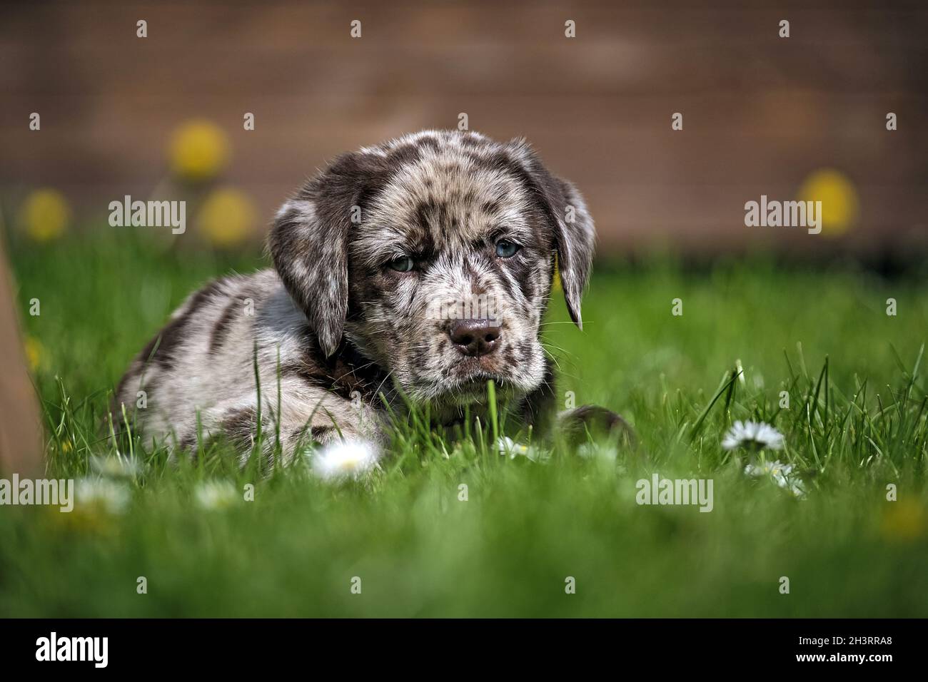 Spotted Labrador Retriever Puppy Stock Photo - Alamy