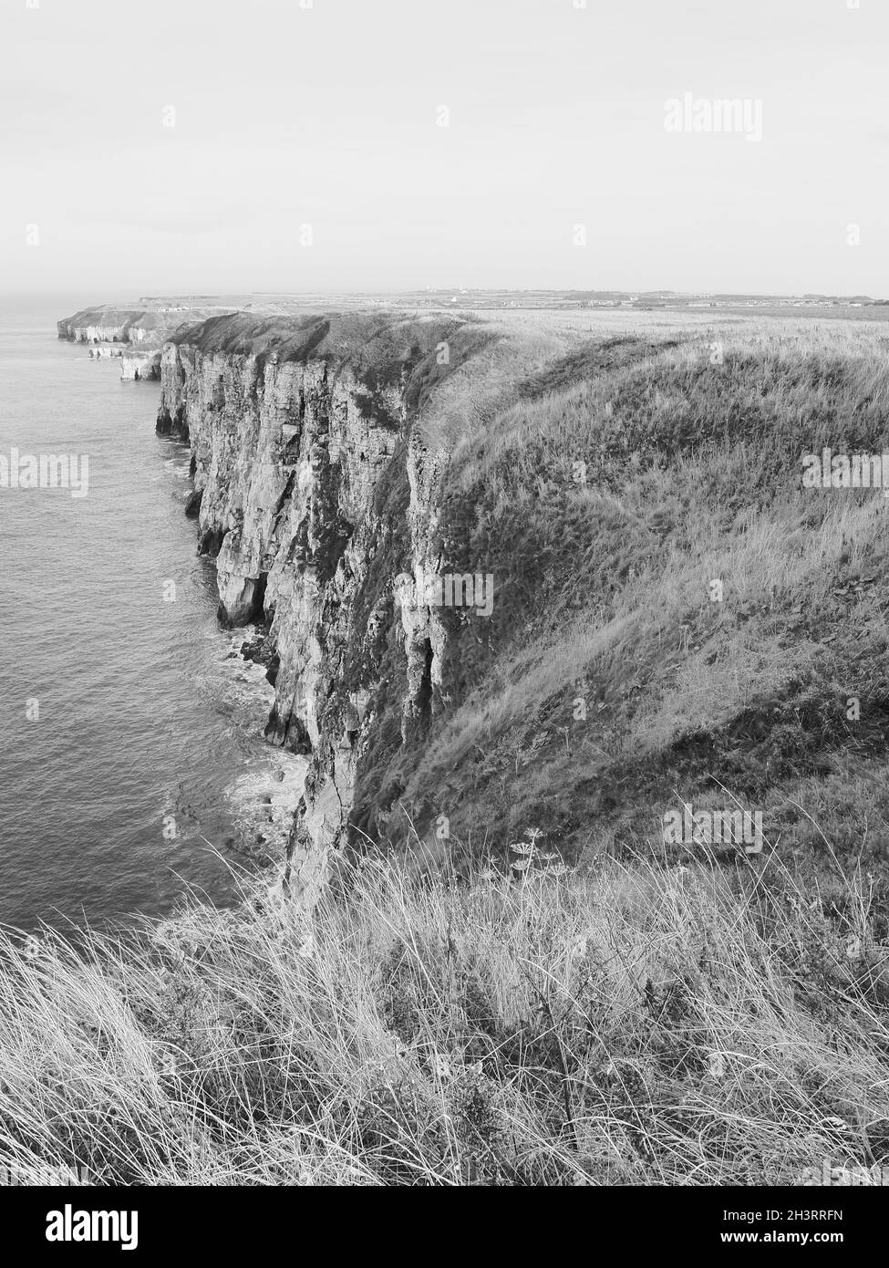 " BEMPTON CLIFFS " , " BIRD " , " SANCTUARY " , " SEASCAPE Stock Photo ...