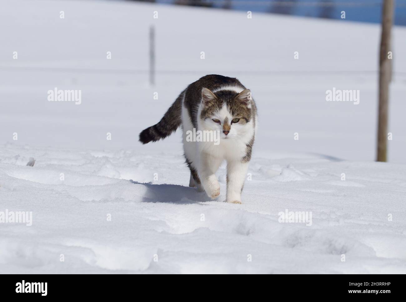 cute cat walking in winter snow looking into camera Stock Photo - Alamy