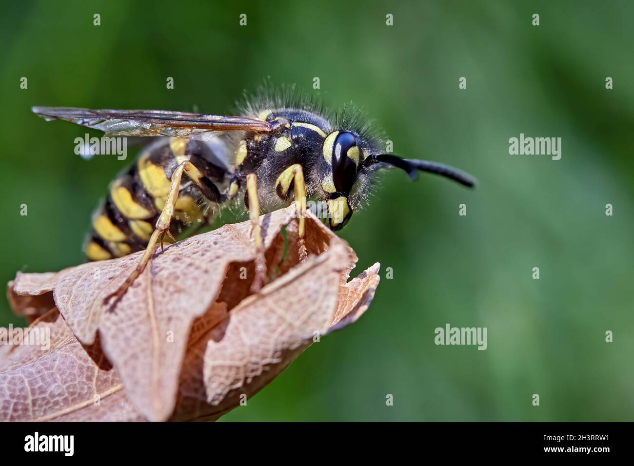 Common wasp (Vespula vulgaris Stock Photo - Alamy