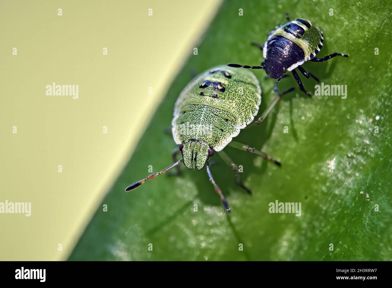 Green stink bug nymphs (Palomena prasina Stock Photo - Alamy