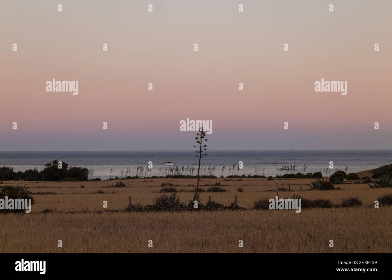Landscape of agave plant in Cabo de Gata Nature Park, Spain, during ...