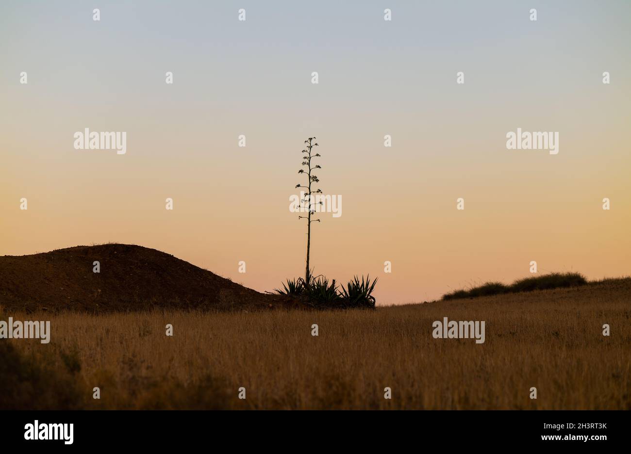 Landscape of agave plant in Cabo de Gata Nature Park, Spain, during ...