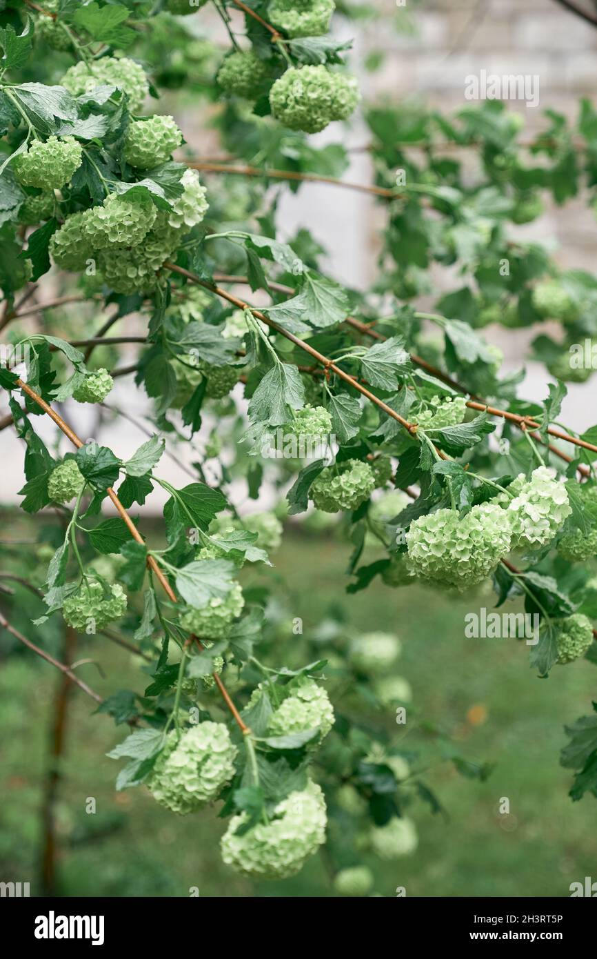 Blooming green hydrangea bush close up Stock Photo - Alamy