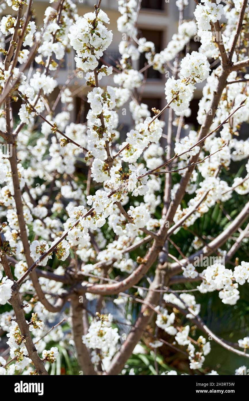 Building through the flowering white trees. Close-up Stock Photo - Alamy