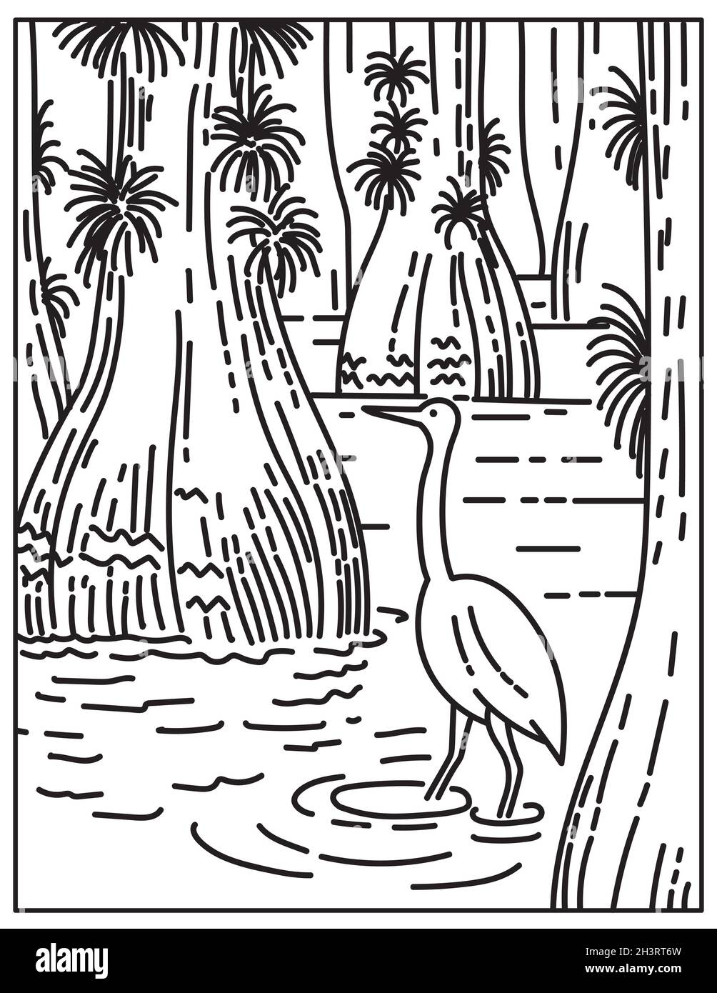 Great Egret Wading in Mangrove and Sawgrass Marsh in Everglades Stock ...