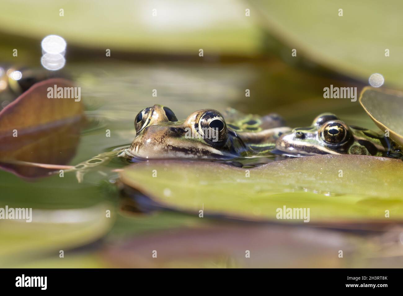 The northern leopard frog is native North American animal Stock Photo ...