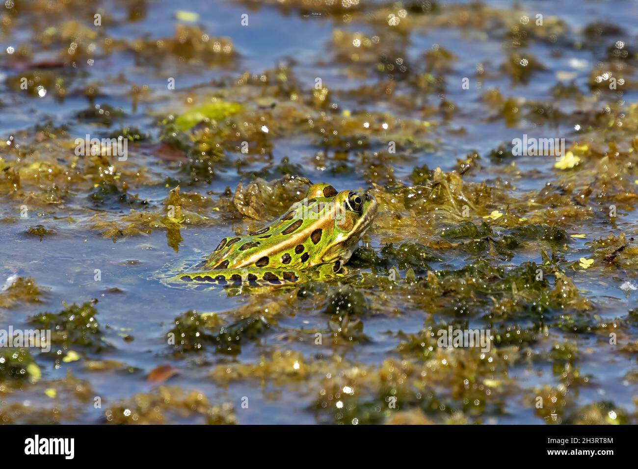 The northern leopard frog is native North American animal Stock Photo ...