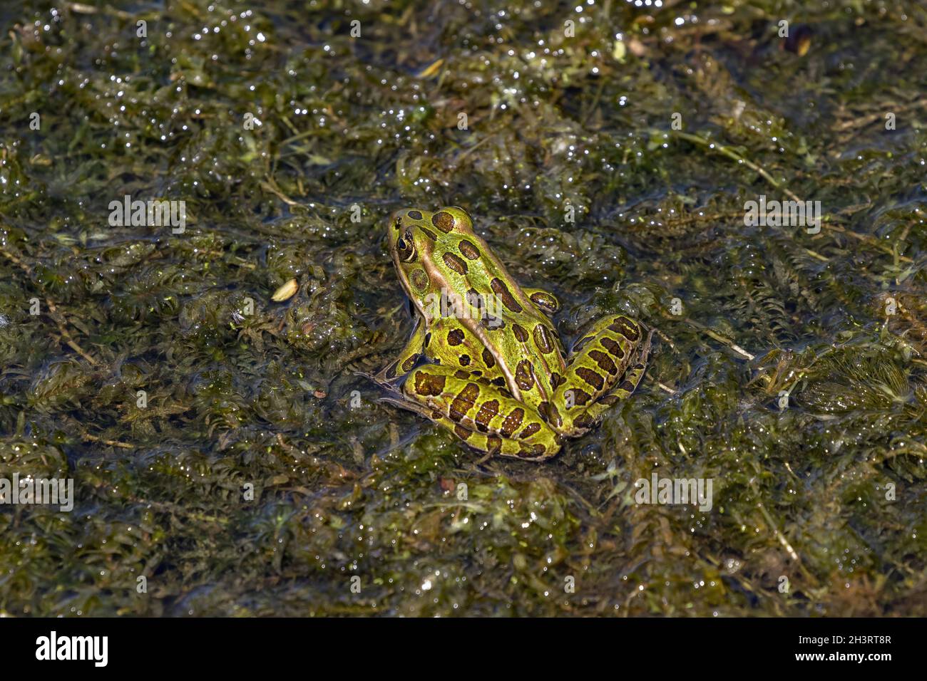 The northern leopard frog is native North American animal Stock Photo ...