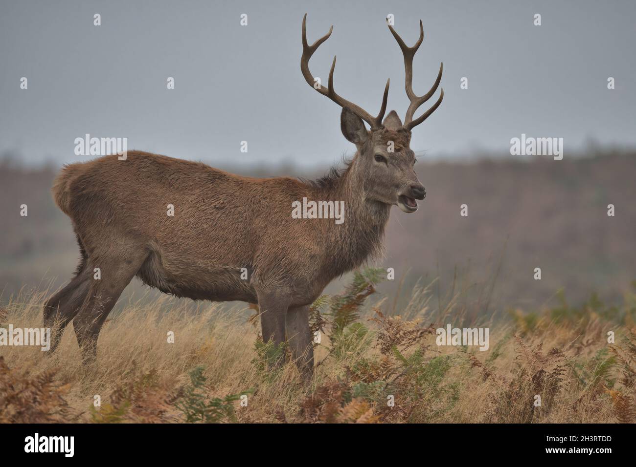 Young Red deer buck Stock Photo - Alamy