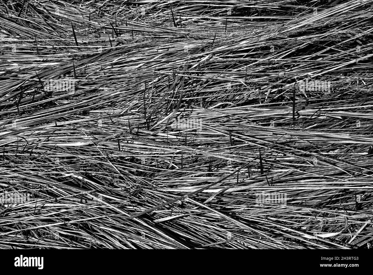 Structures texture hi-res stock photography and images - Alamy