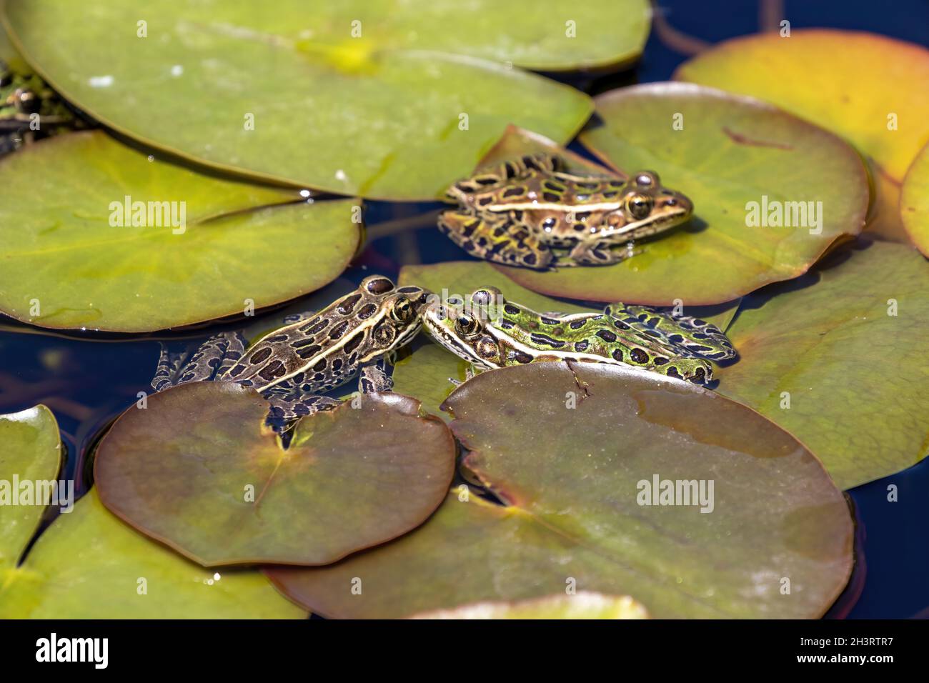 The northern leopard frog is native North American animal Stock Photo ...