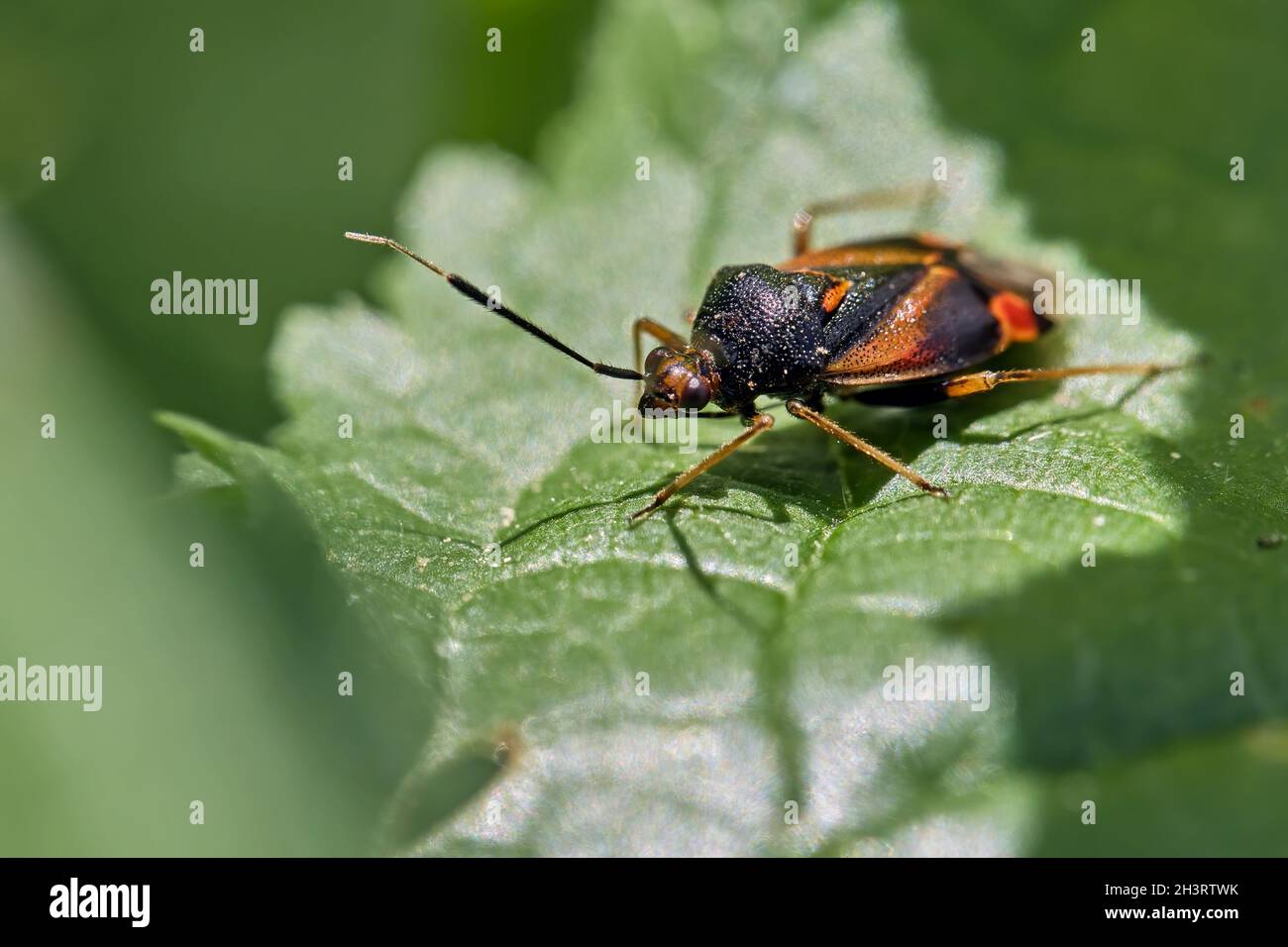 Soft bug hi-res stock photography and images - Alamy
