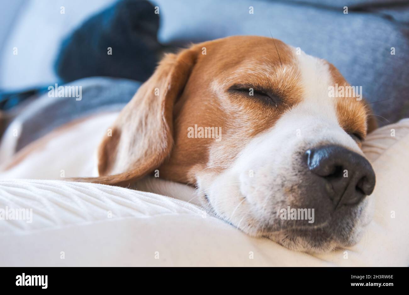 Dog couch pillows hi-res stock photography and images - Alamy