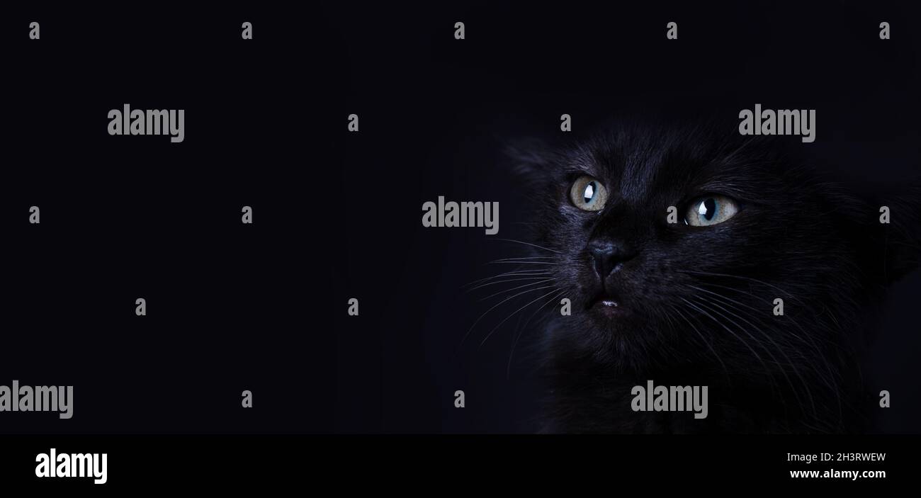 Stop Animal Cruelty Facebook Covers