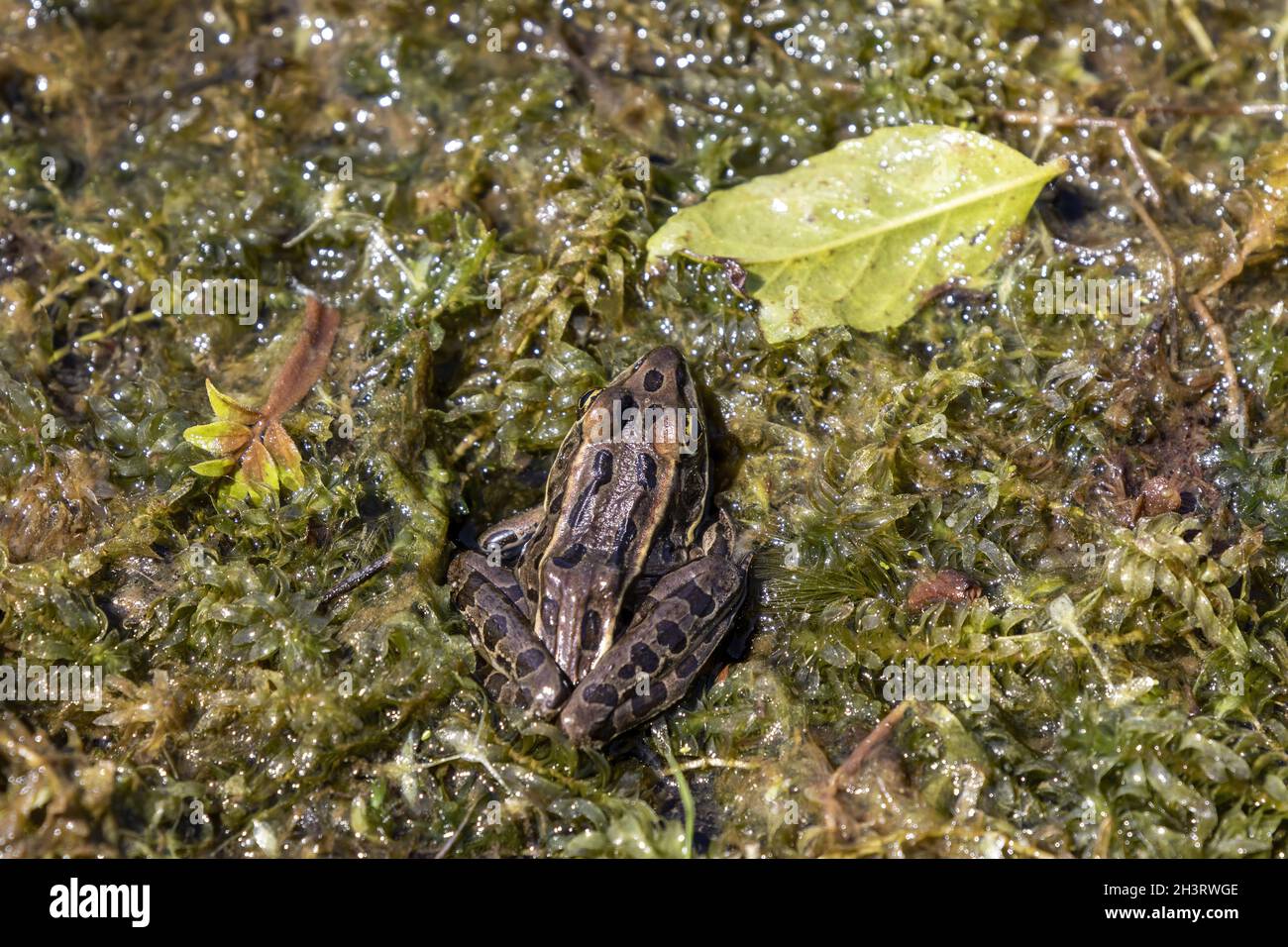 The northern leopard frog is native North American animal Stock Photo ...