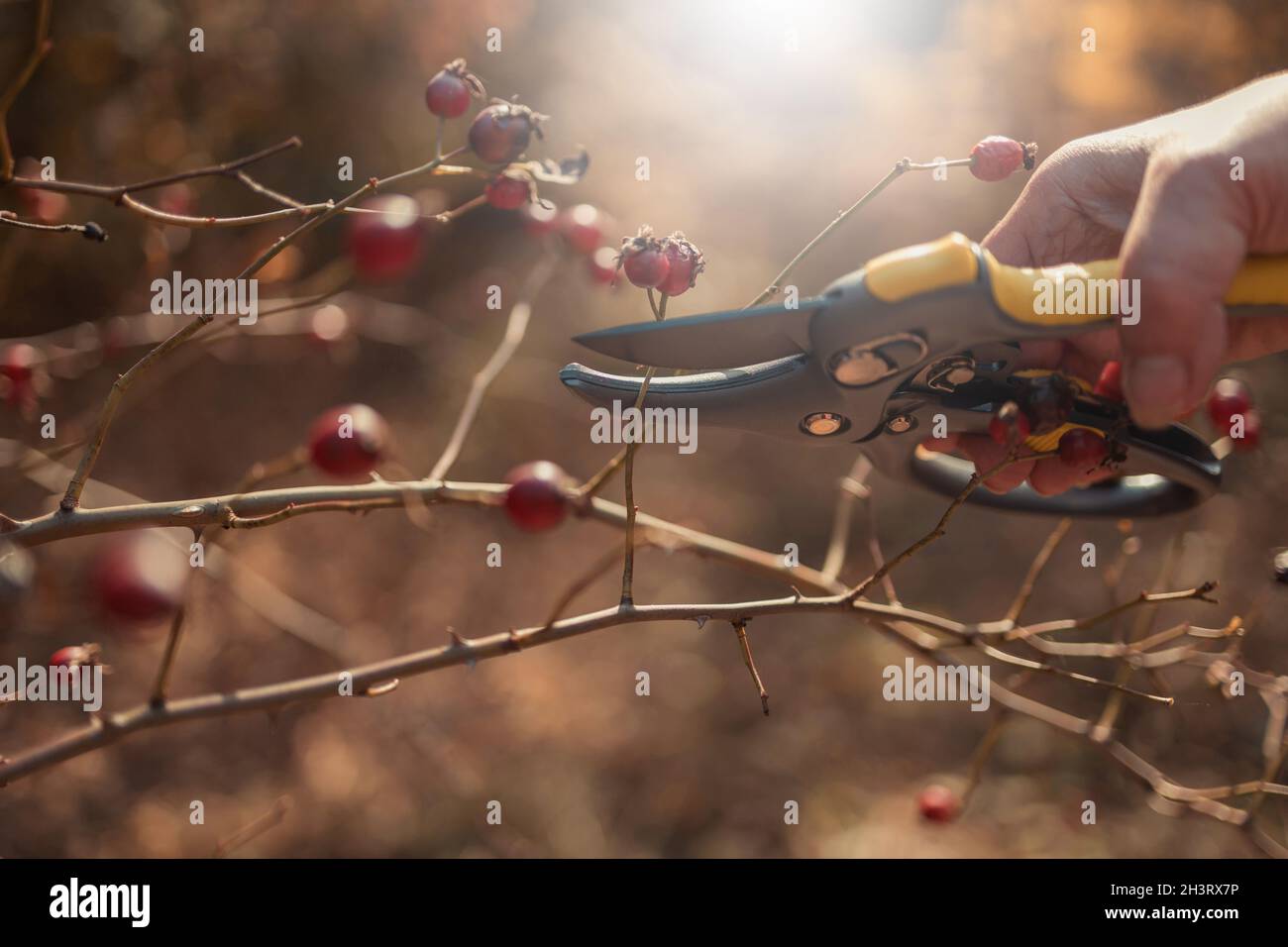 Rose Hip Bush High Resolution Stock Photography and Images - Alamy