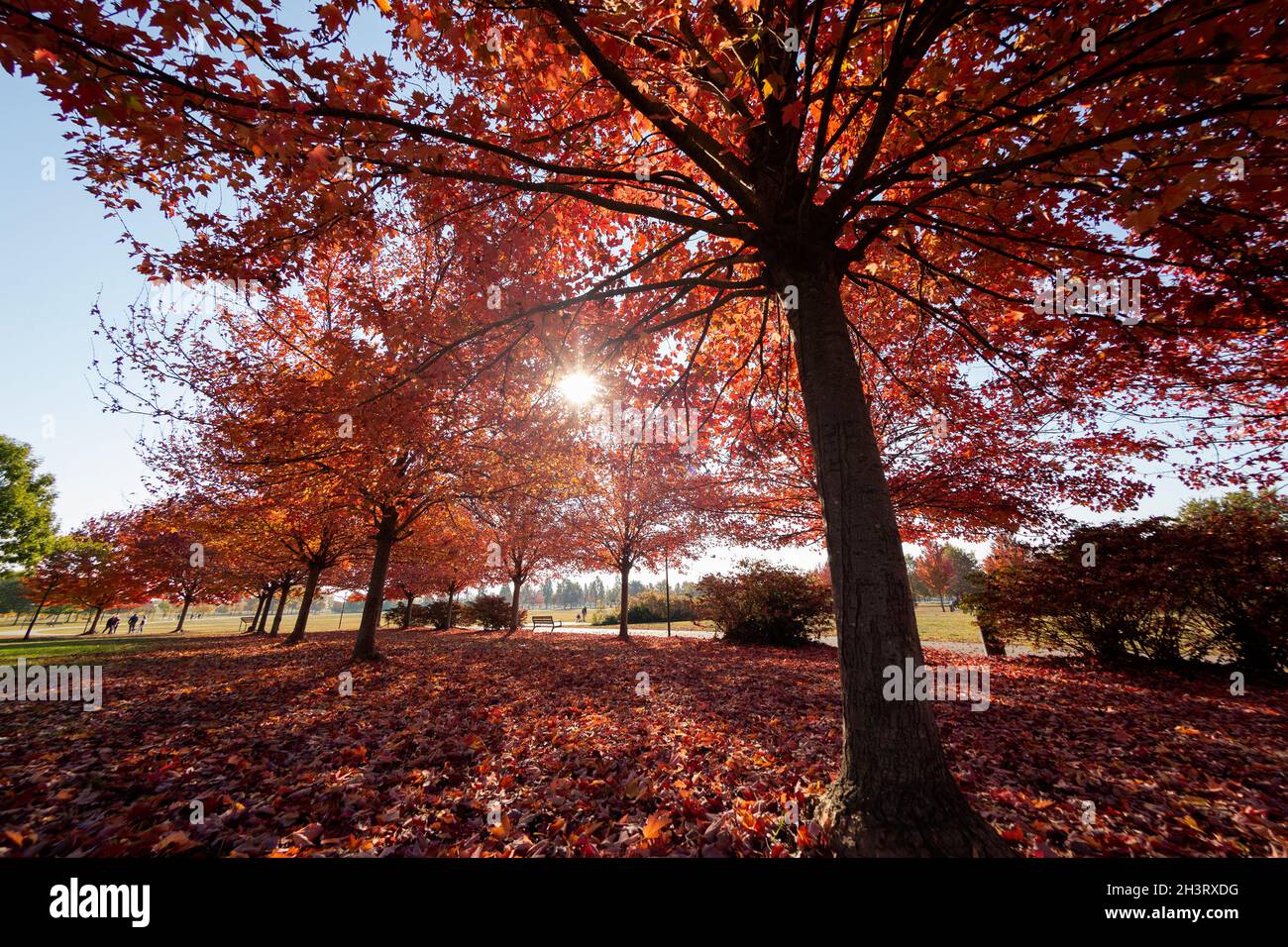 End of October in metropolitan city of Venice where trees show amazing ...