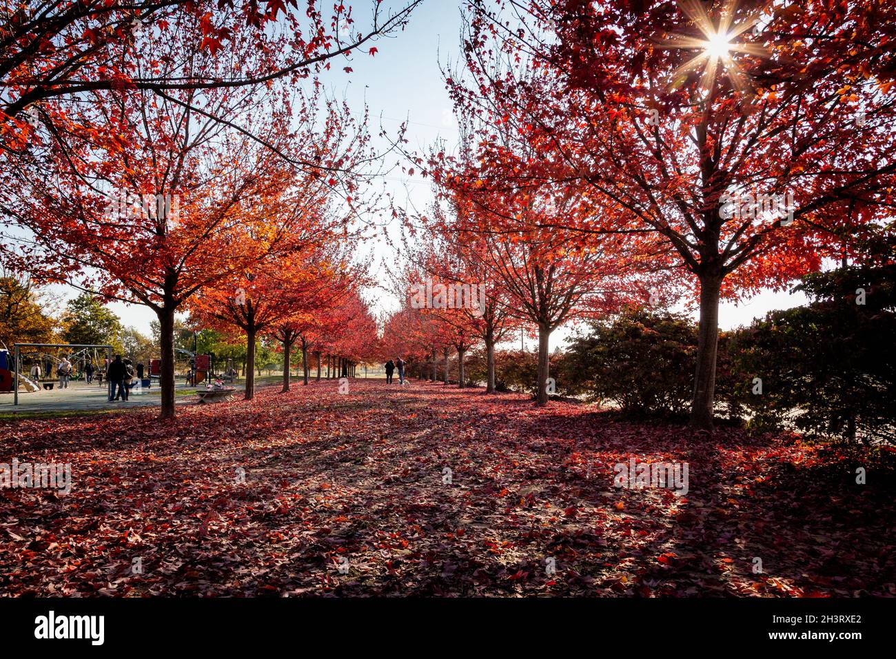 End of October in metropolitan city of Venice where trees show amazing ...
