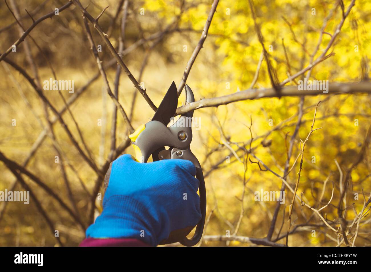 Gardener hand pruning trees with pruning shears on nature autumn Stock ...