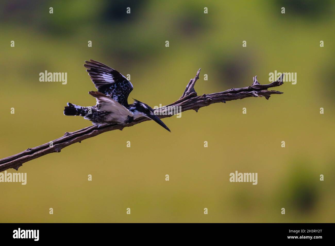 Selective focus of a piebald kingfisher bird perched on a tree branch ...