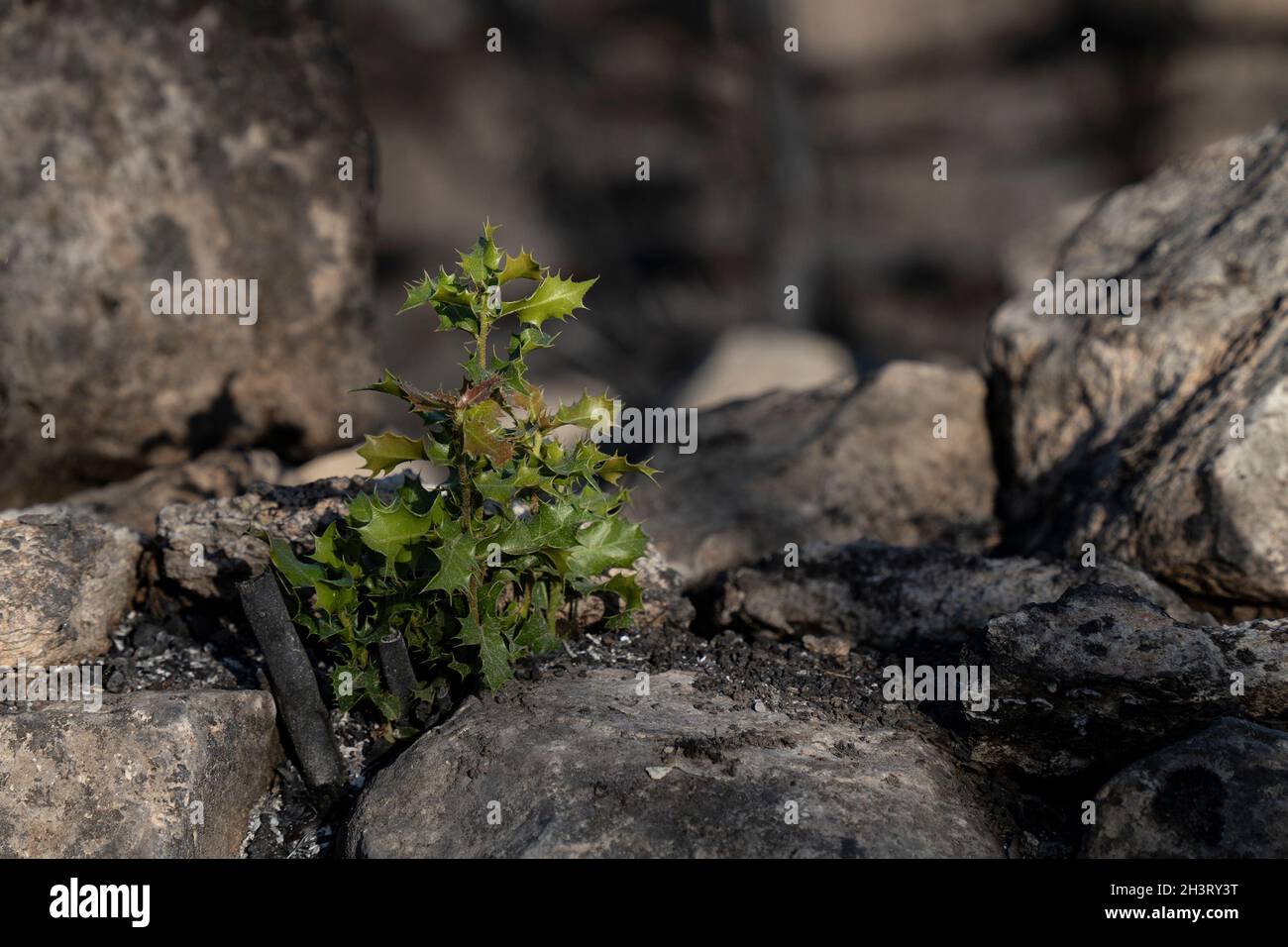 An oak seedling growing on an ancient stone wall after a wildfire in ...