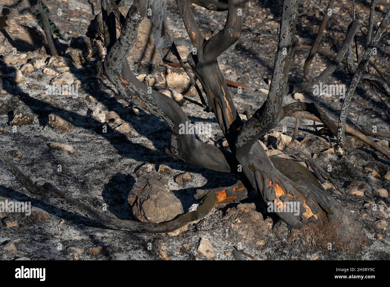 Burnt tree hi-res stock photography and images - Alamy